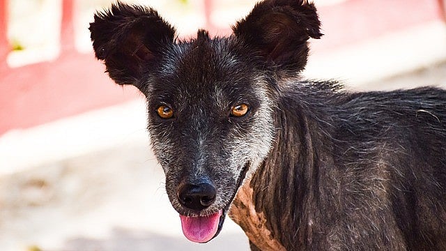 School Girl Bitten by Stray Dog Dies Two Months Later Due to Rabies