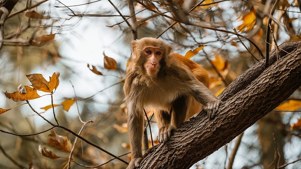 Understanding B-Virus: The First Human Case of the "B Virus" in Hong Kong