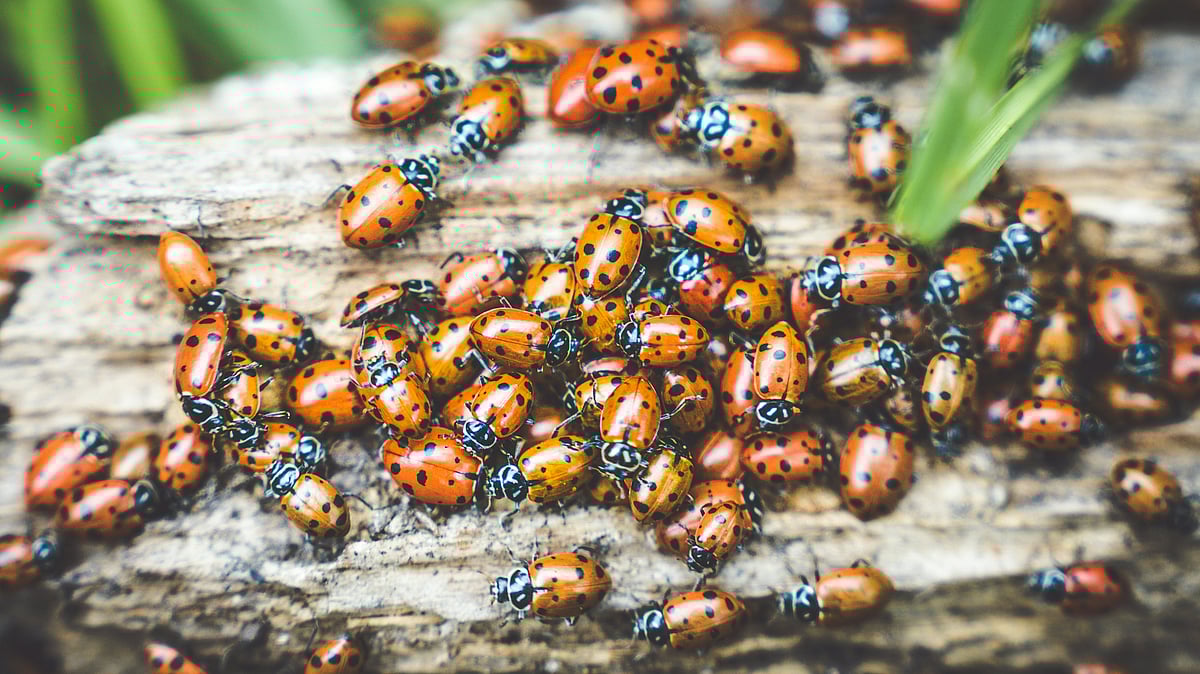 Why This Doctor Spent Last Five Years Sleeping in a Bed Infested with Bugs