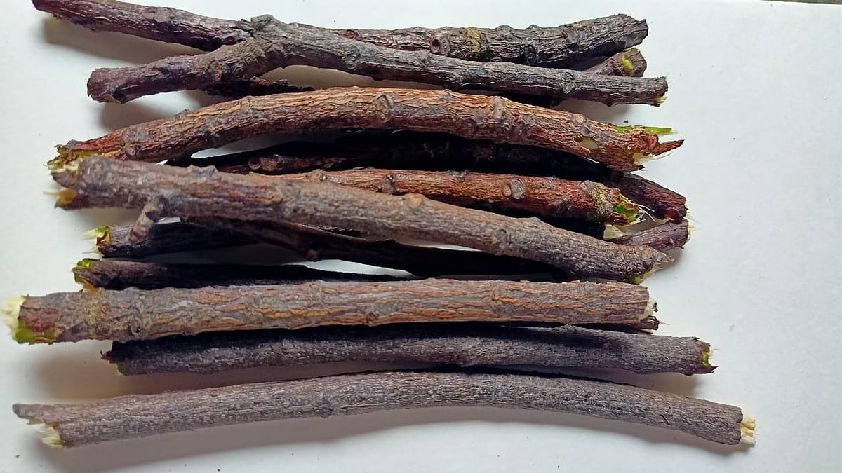 Neem's historical and scientific significance in dental care, its ...