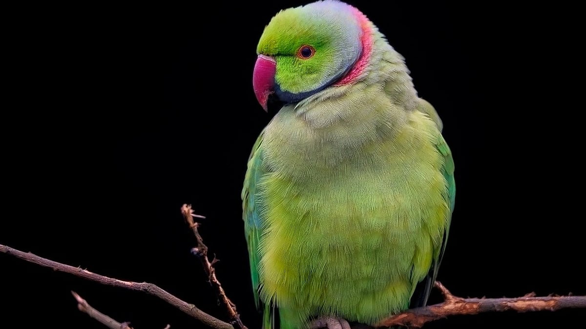 Tumor Removed From 21-Year-Old Parrot In Rare Surgical Procedure In ...