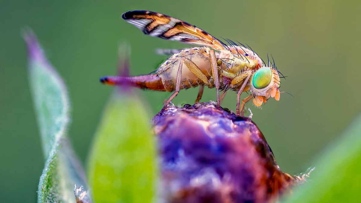 Fruit Flies Unlock Secrets To Aging And Life Span In New Study