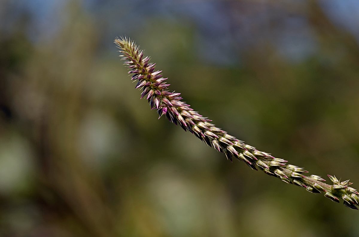 Study Highlights Medicinal Potential of Tripura’s ‘Apang Plant’ for ...