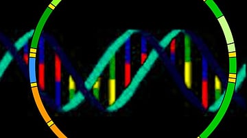 Breakthrough in Mitochondrial Gene Editing