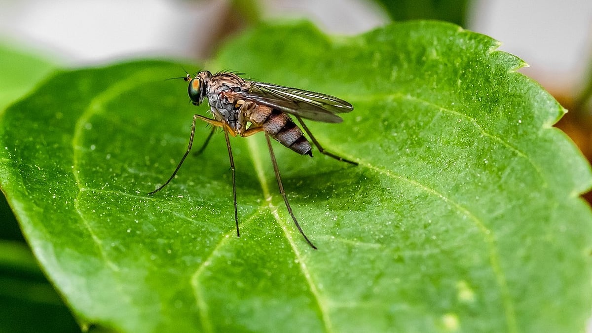 Unknown Disease In Congo Revealed To Be Severe Malaria, Health ...