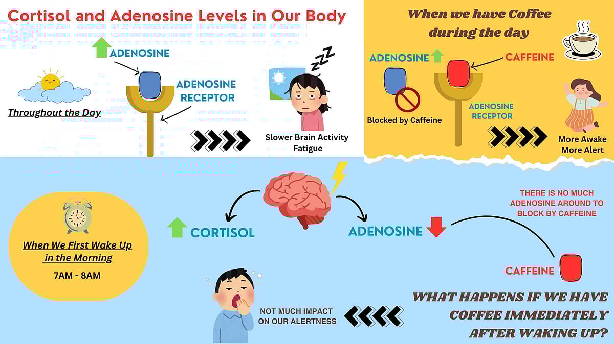 Don’t Drink Your Coffee Right After Waking Up. Here’s Why