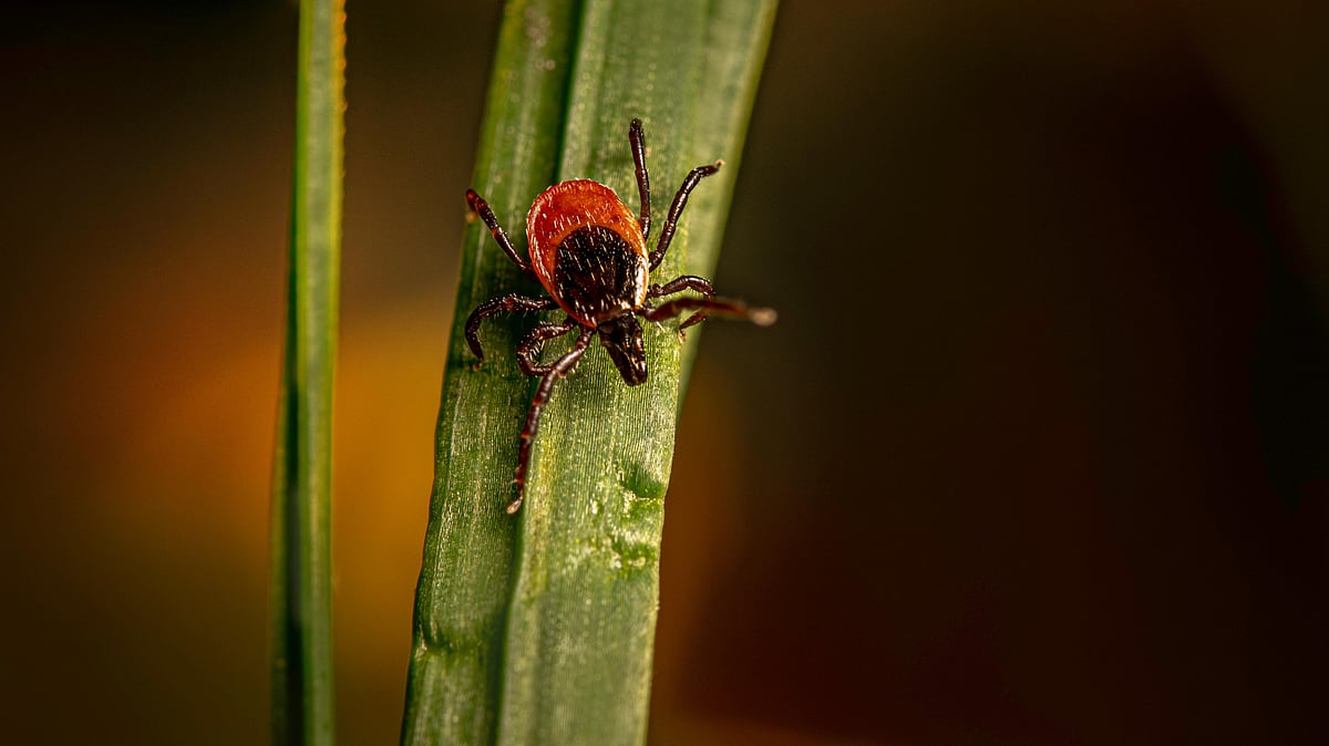 Breaking the Cycle of Lyme Disease Transmission