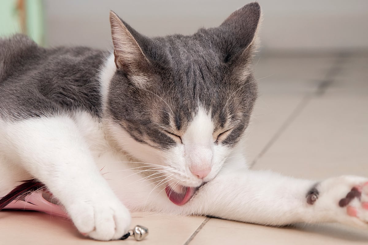 Exploring Yawning: Insights into Human Instincts and Evolution