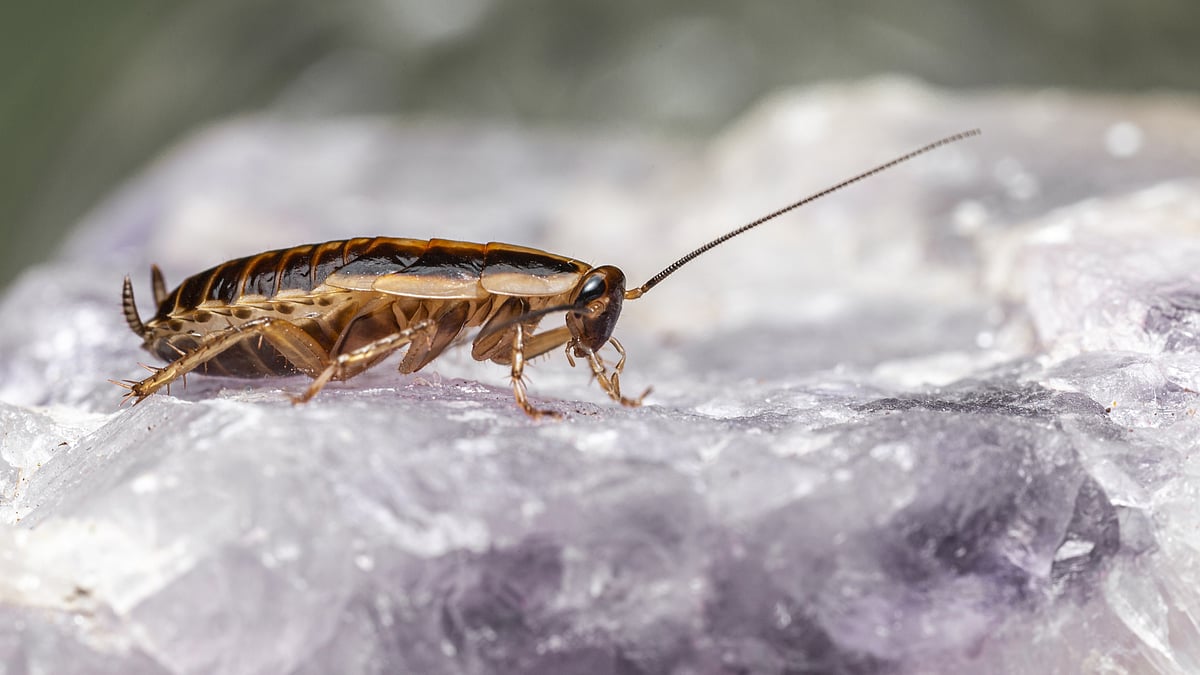 Cockroaches Could Be Behind Your Asthma, Warns Bengaluru Doctor