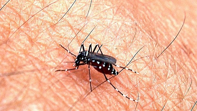 Officials Brace for Dengue Surge as Mosquito Season Peaks