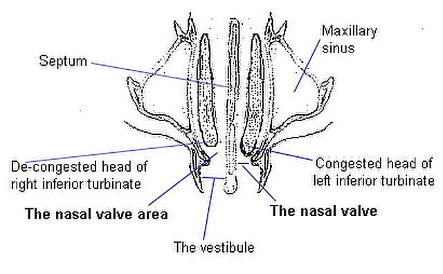 Understanding the Nasal Cycle: Why One Nostril Feels More Open