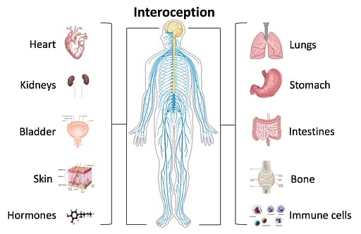 Interoception Explained: The Body’s Hidden Sixth Sense