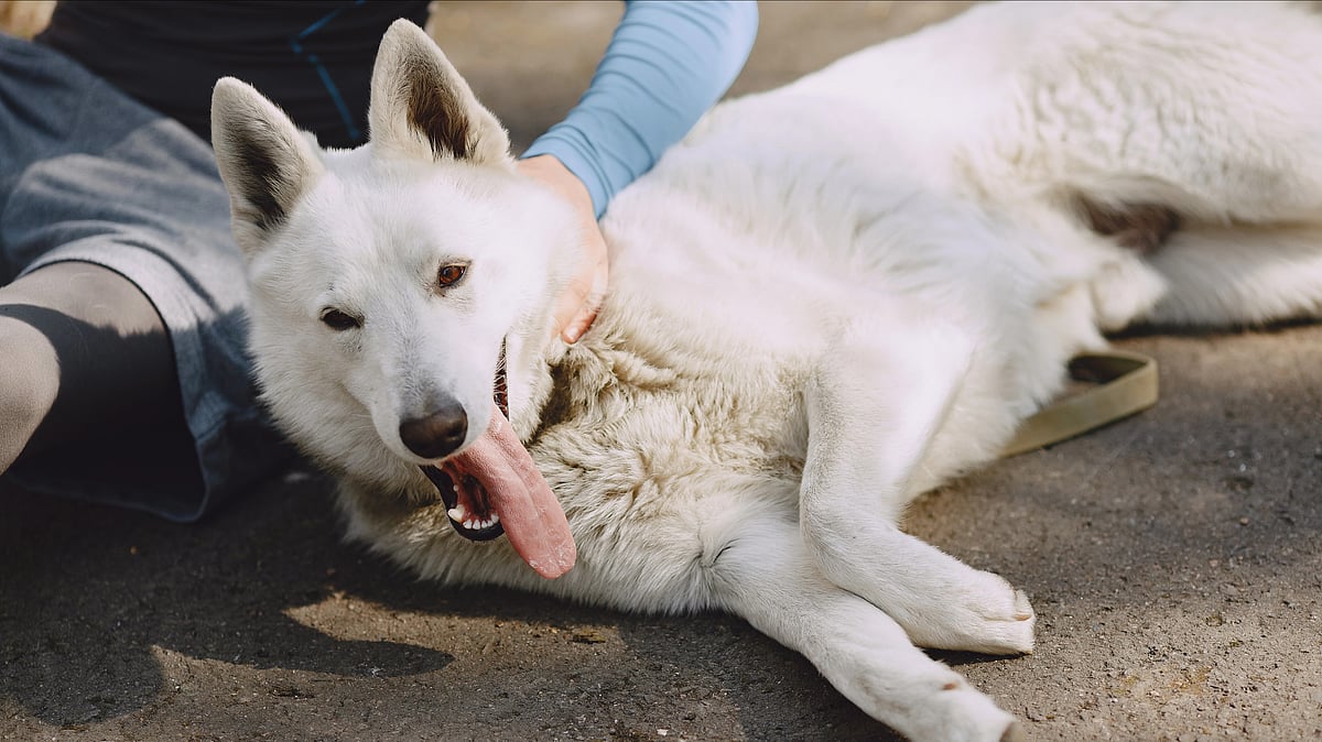 Rabies Death in Kancheepuram After Dog Bite Exposes Care Gaps