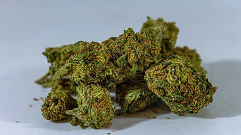 Marijuana Reclassification to Schedule III and Its Impact on Research