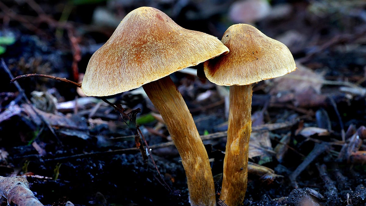 Magic Mushrooms Known for Hallucinations, Not Alzheimer’s Treatment