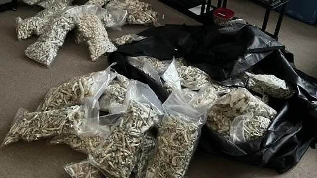 California Father Pleads Guilty in Psilocybin Case