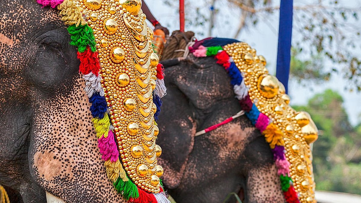 ആനകളില്ലാതെ അമ്പാരിയില്ലാതെ... l Thrissur pooram without elephants? Video