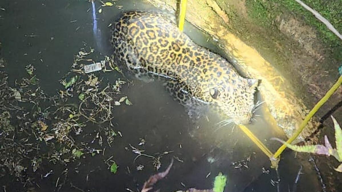 Leopard rescued after falling into well in Kerala's Kasaragod