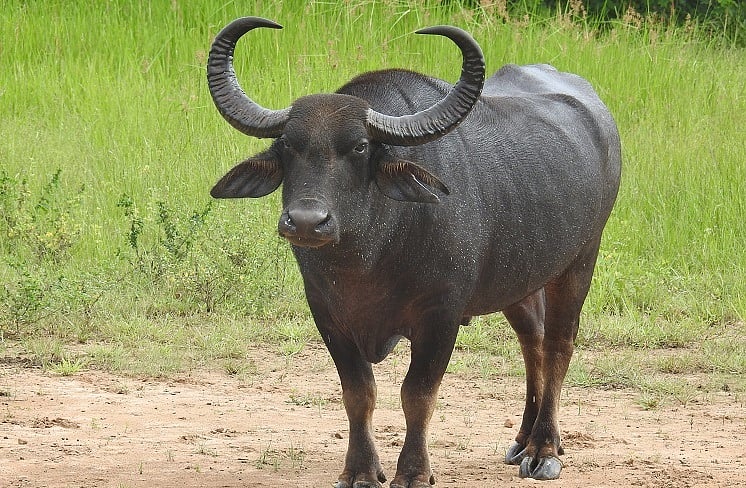 Domestic buffalo attacks, injures several persons including fire ...