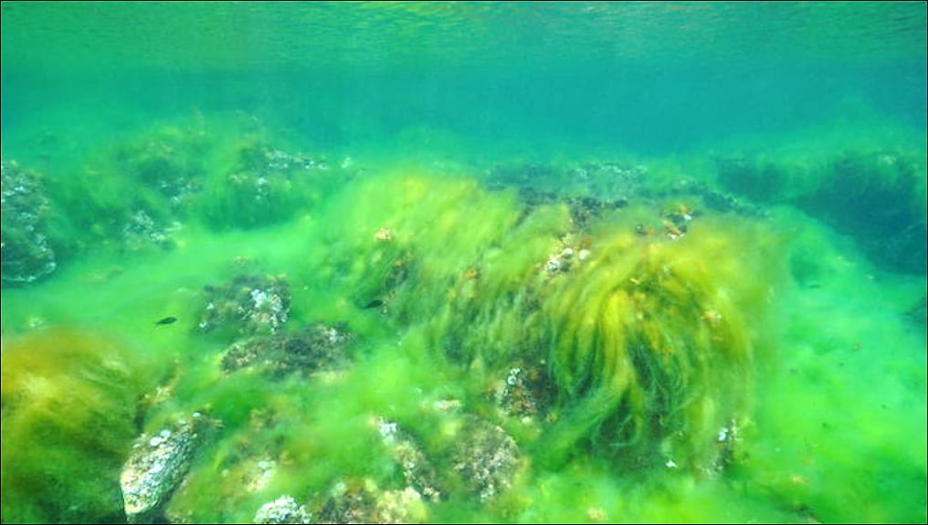 Harmful algal blooms on rise in Arabian Sea threat to fisheries and ...