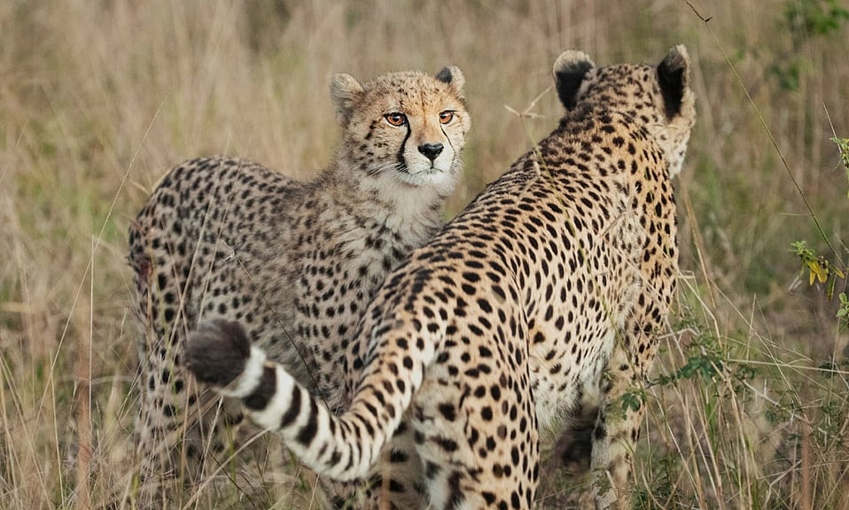 Two cheetahs released into wild at Kuno National Park