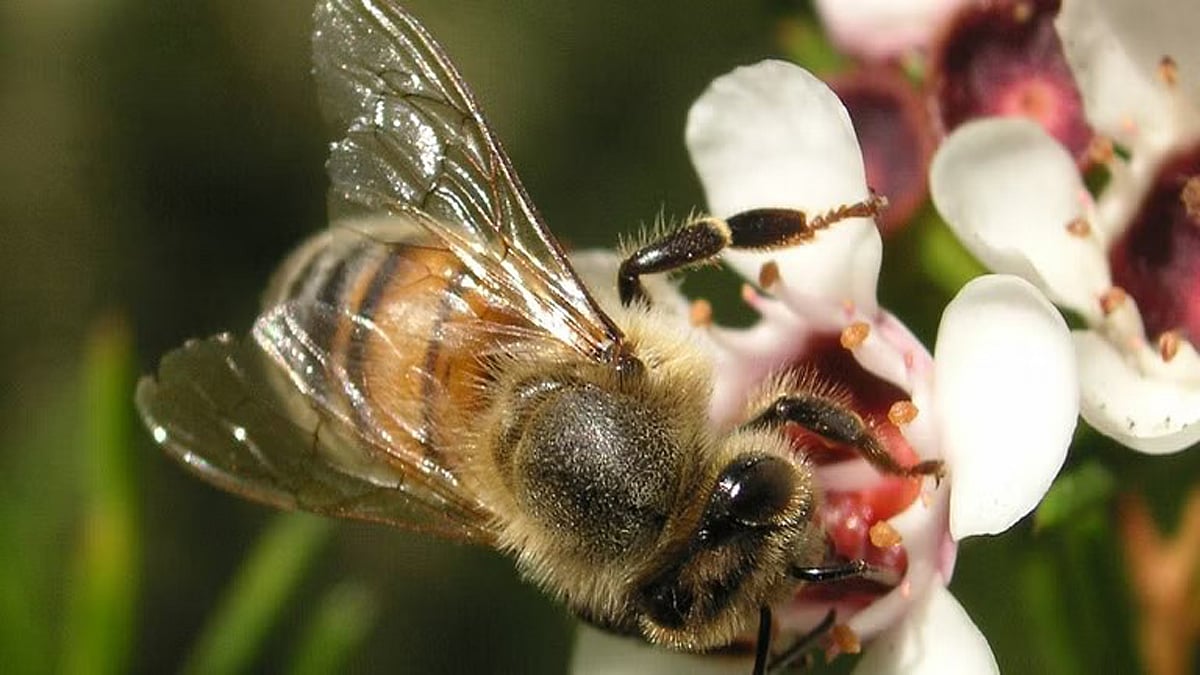 A lesson Carniolan bees teach