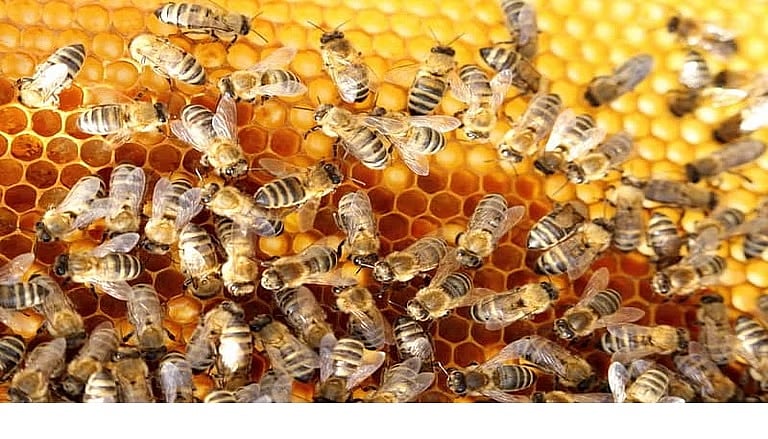 Kerala and its bee(ing)