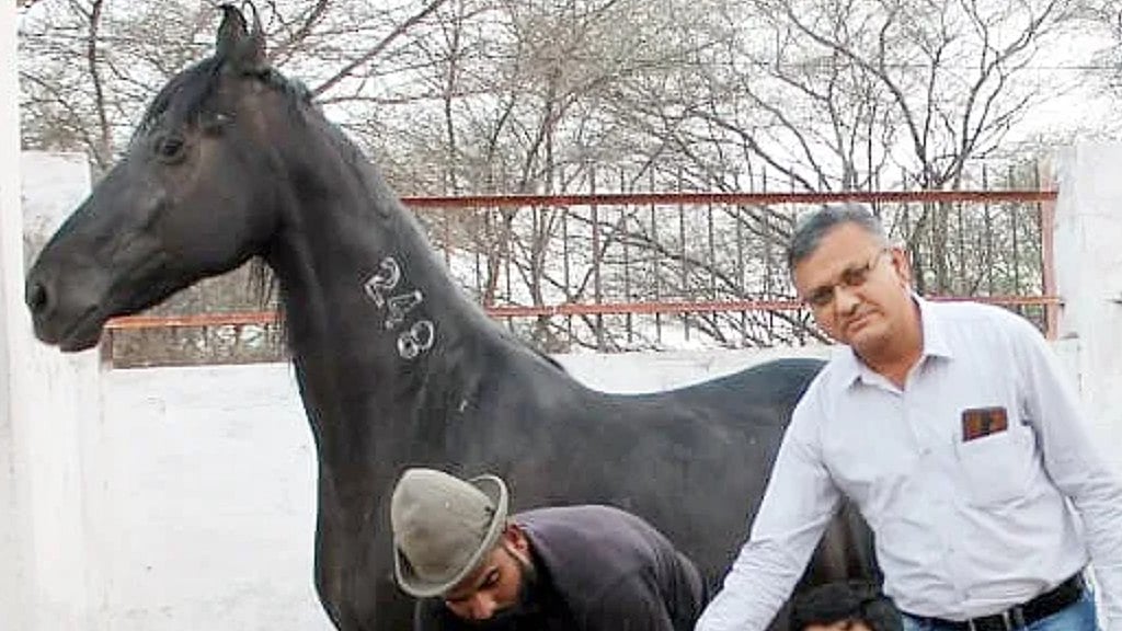 India's first Marwari foal 'produced' through embryo transfer tech ...