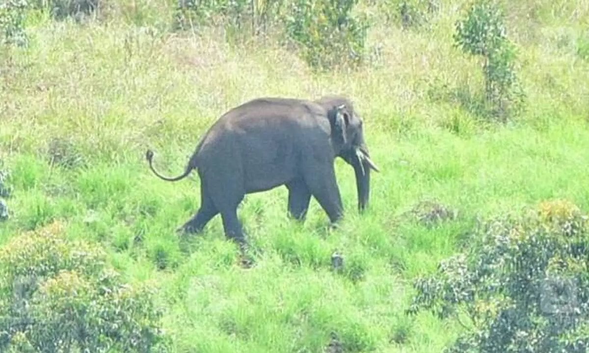 Translocating a tusker never a solution
