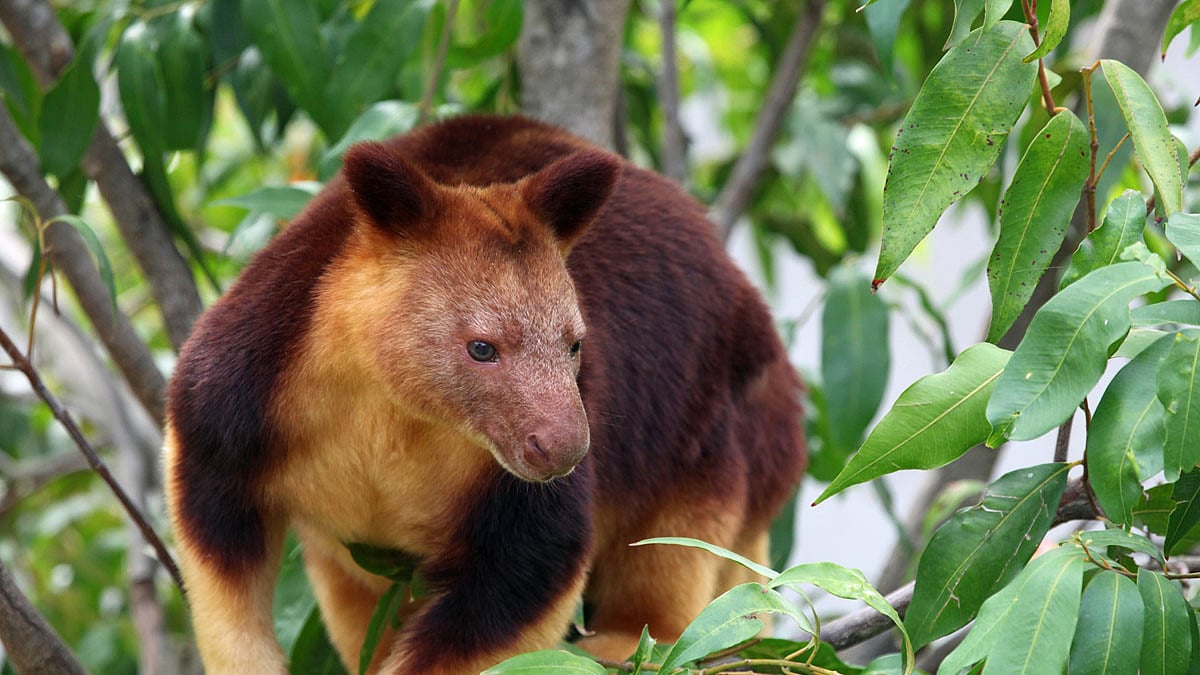 Giant tree-kangaroos once lived in unexpected places all over Australia ...