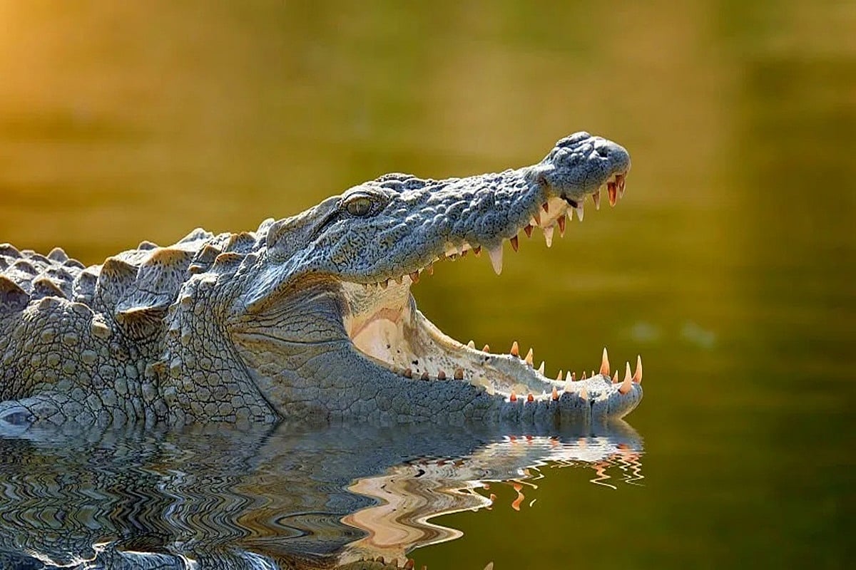 Maha: 30 crocodiles, softshell turtle spotted during survey at Pench ...