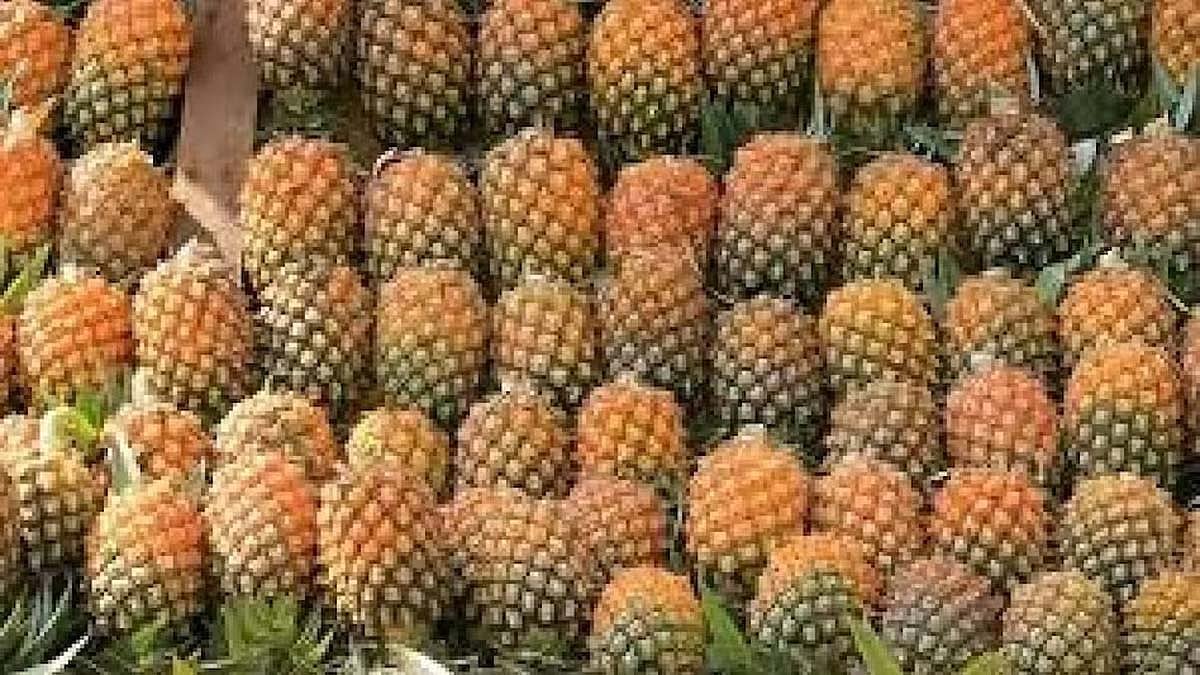 Pineapples from Meghalaya reaping a rich harvest