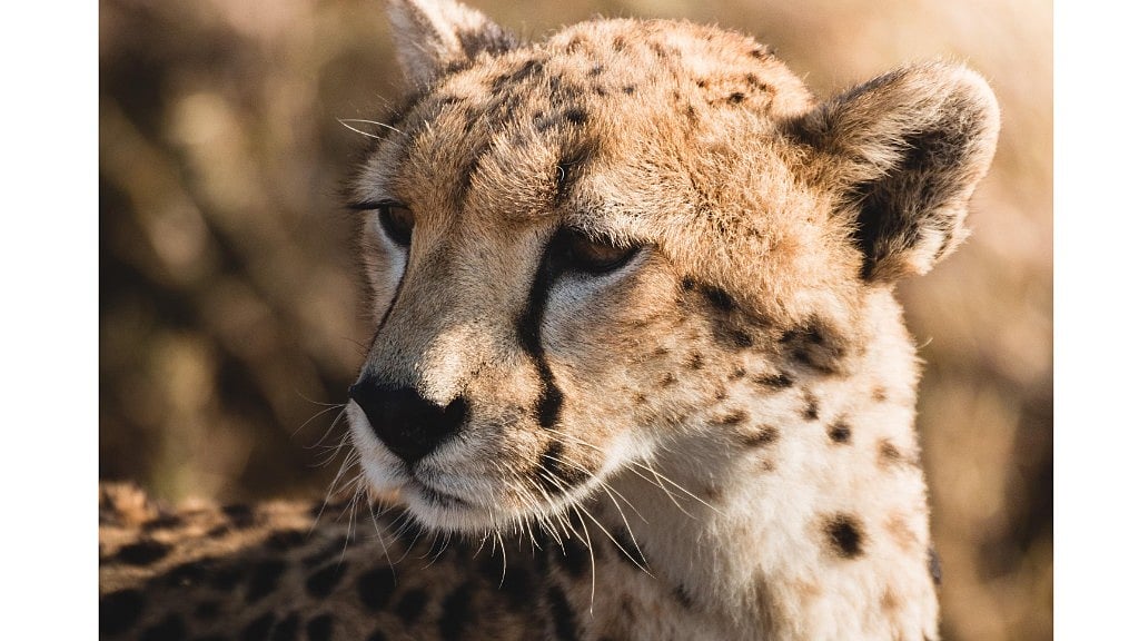 Cheetahs developing thick coats in anticipation of African winter ...
