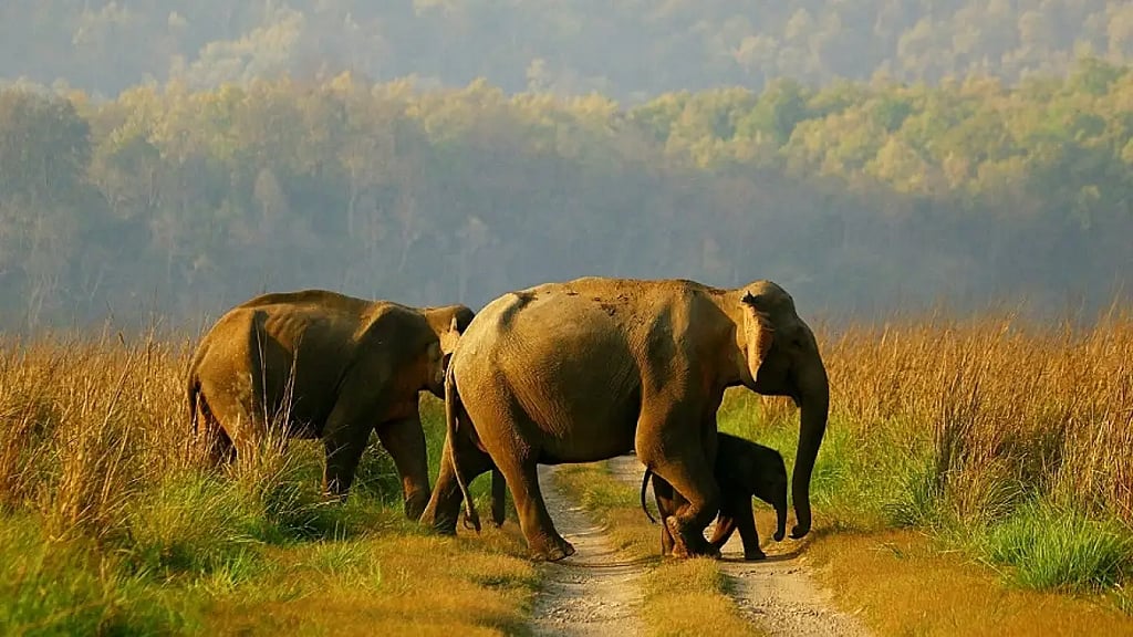 India has 150 elephant corridors, West Bengal leading with 26: Union ...