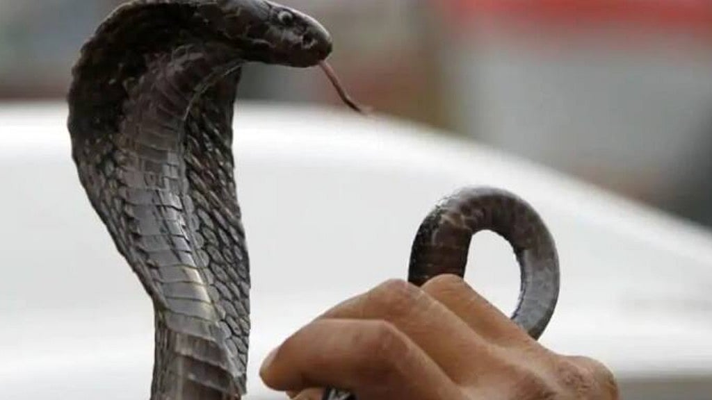 Man throws snake at girl's house in Kerala; arrested