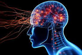 Study describes five phases when human brain rewires itself to support ...