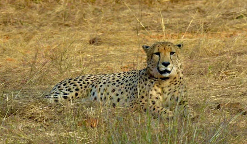 Cheetah Agni Tranquilised and Returned to Kuno National Park in Madhya ...