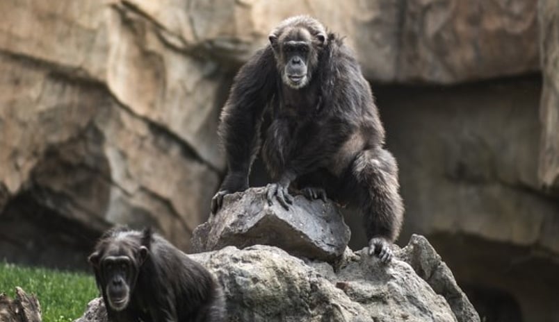 Apes' Long-Term Social Memory: A Groundbreaking Study Reveals ...
