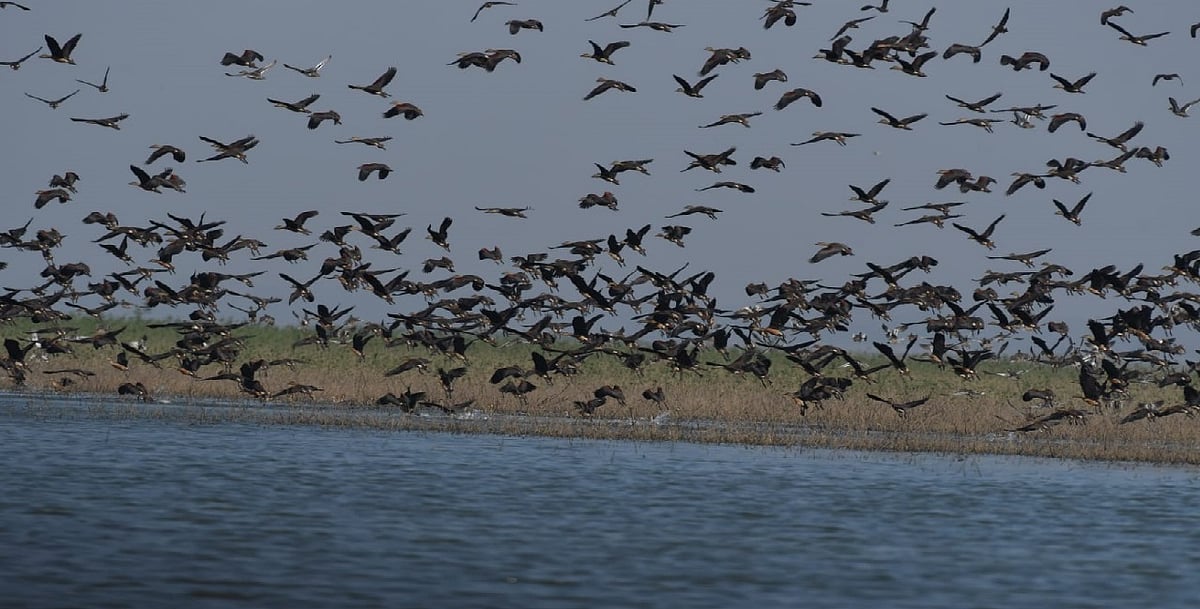 Record 3.42 Lakh Migratory Birds Spotted at Odisha's Hirakud Reservoir