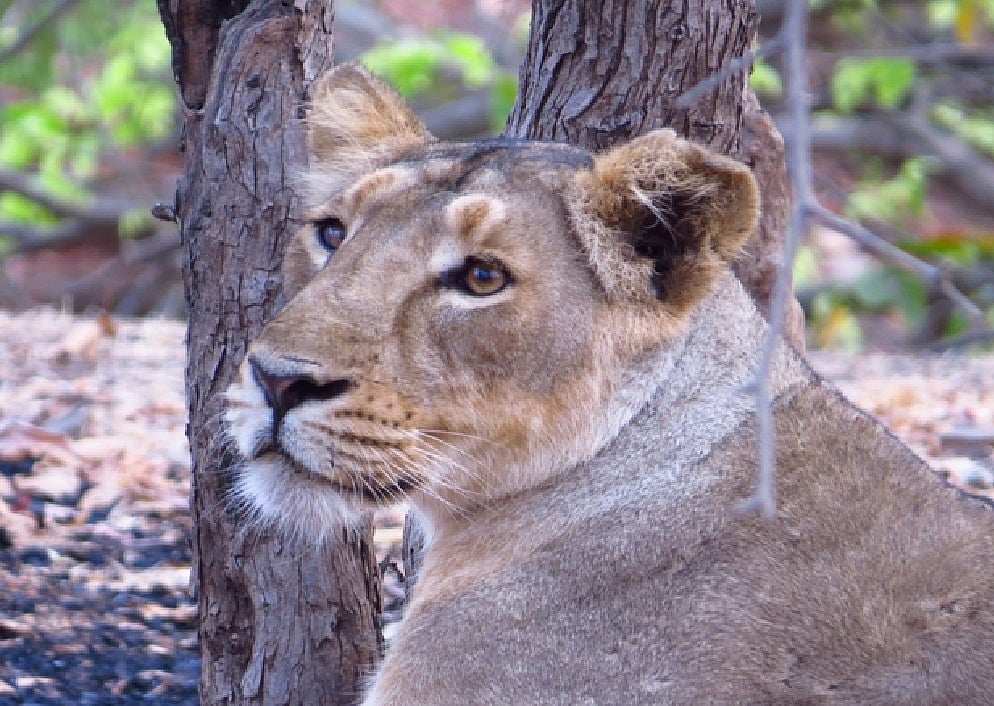 Lioness Captured After Attacking 3 Persons in Gujarat Dies During ...