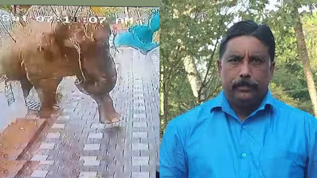 Kerala Govt Announces Rs 10 Lakh Compensation for Wayanad Elephant ...