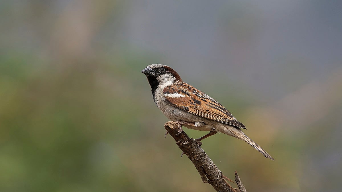 The Decline of House Sparrows: A Lament for a Disappearing Species in ...