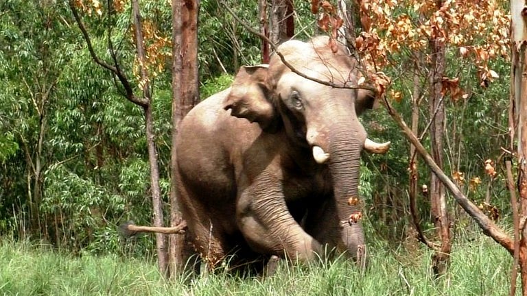 Rising human-wildlife conflict: 4th tribal woman killed in wild ...