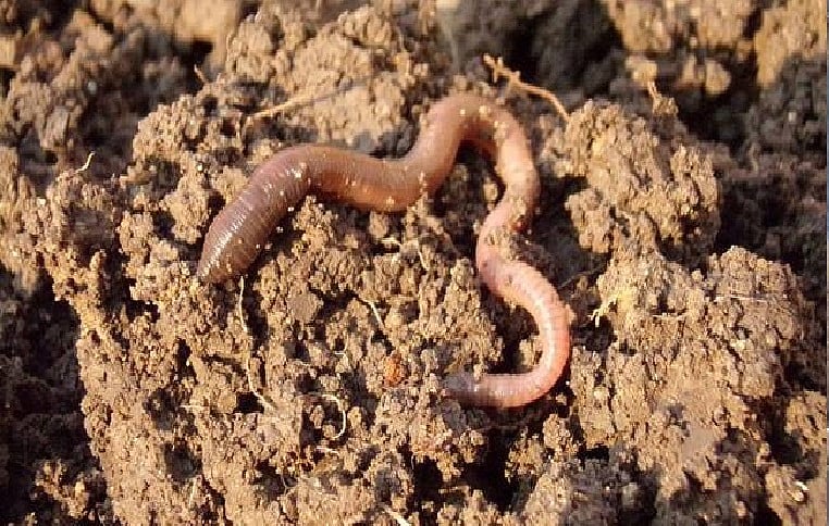 New Earthworm Species Discovered in Odisha's Koraput: Findings ...