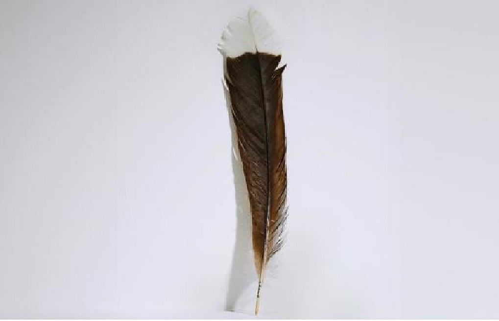 New fossil brings us a step closer to unravelling the mystery of ...