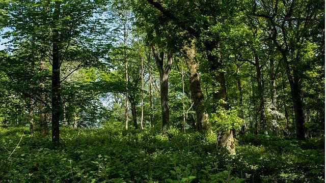 We've discovered the world's trees absorb methane - so forests are even ...