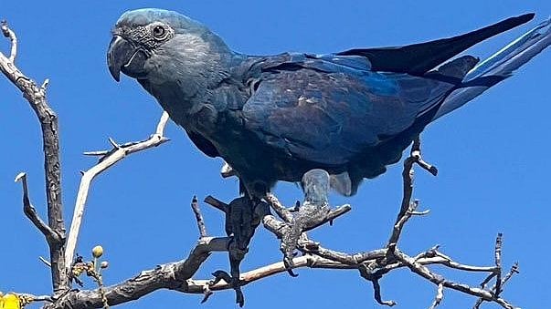 41 Spix’s Macaws Reintroduced to Brazil in Landmark Conservation Effort