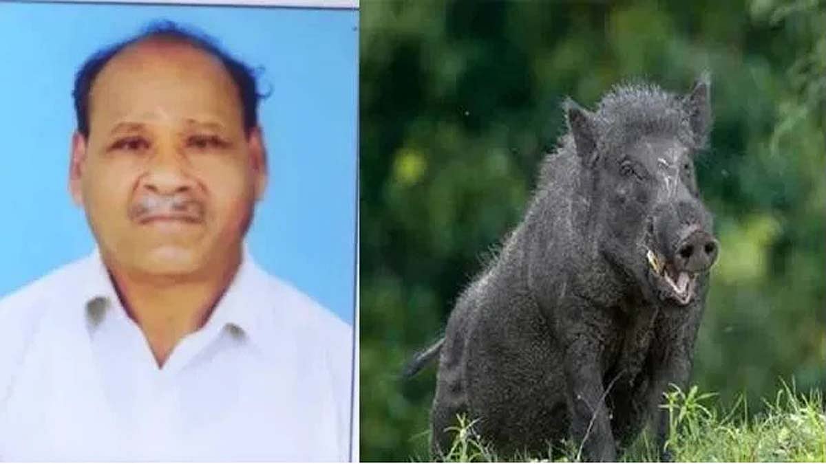 Farmer dies in wild boar attack in Kerala
