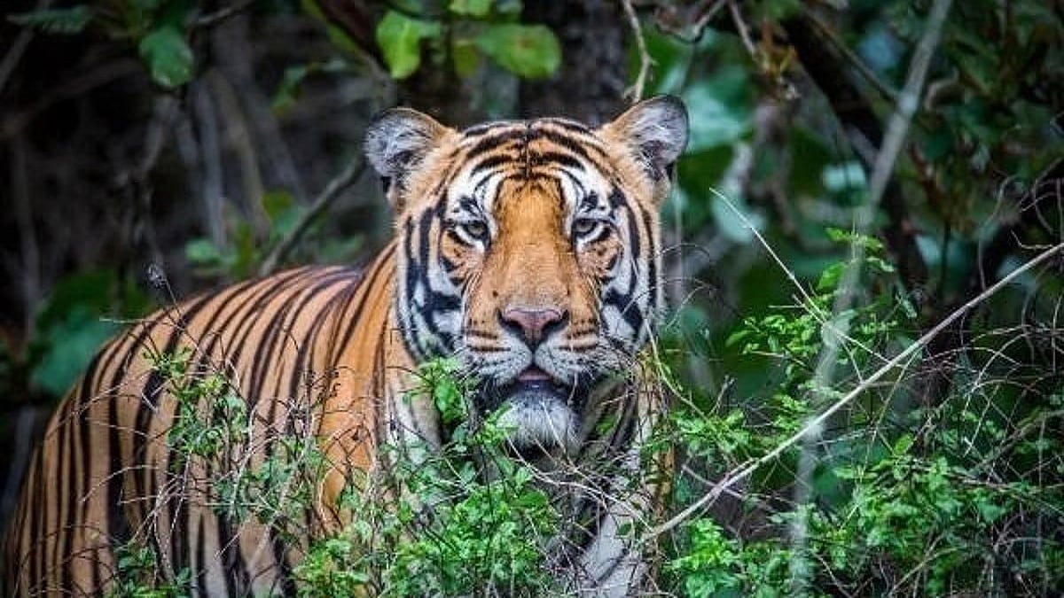 Tiger trapped after repeated livestock attacks in Pathanamthitta