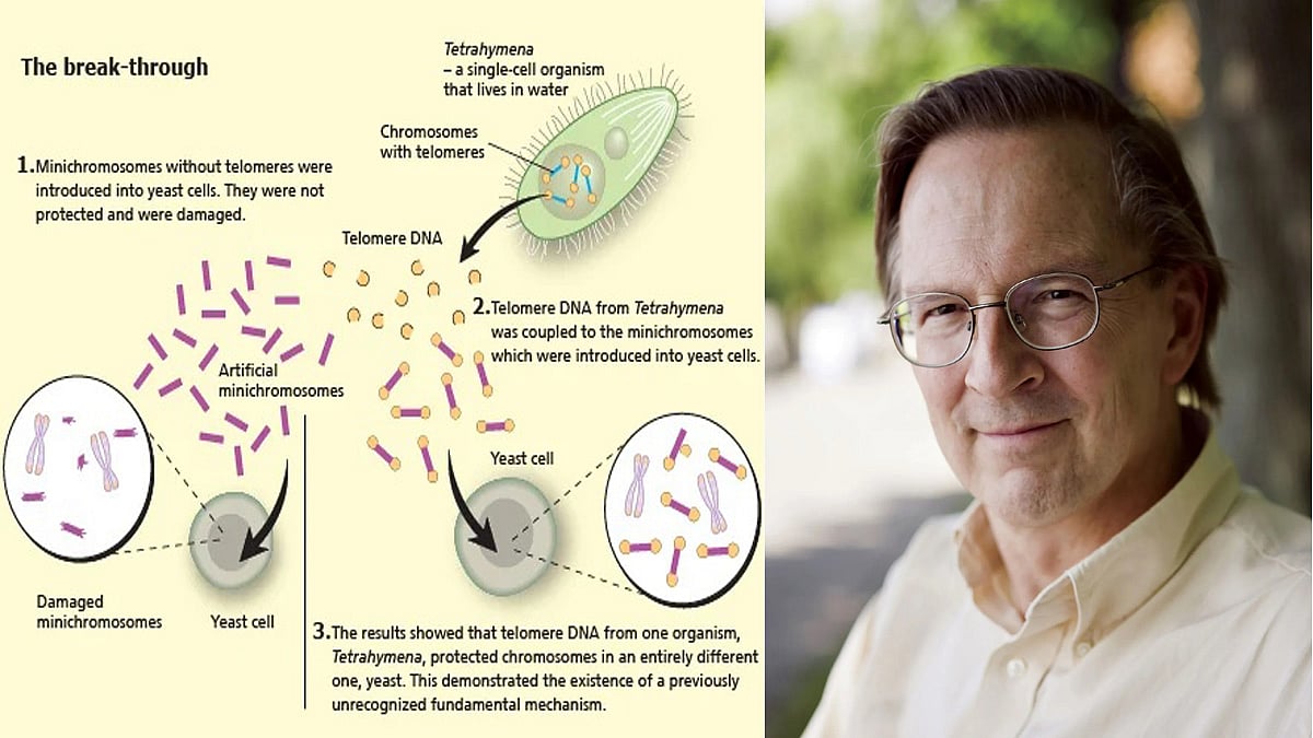 ‘Telomeres', genes, chromosomes impact ageing and cancer: Nobel Laureate